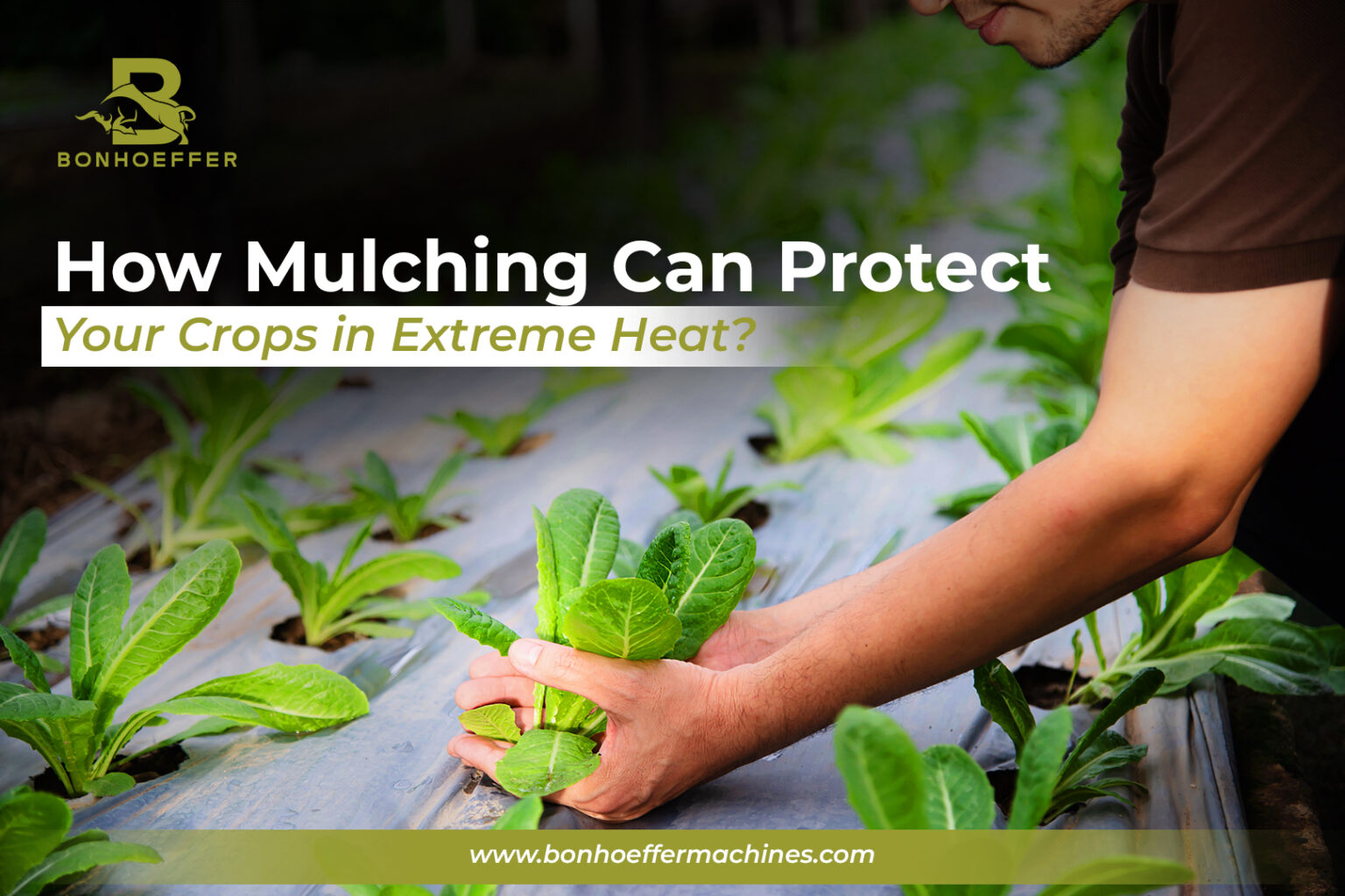 How Mulching Can Protect Your Crops in Extreme Heat - bonhoeffermachines